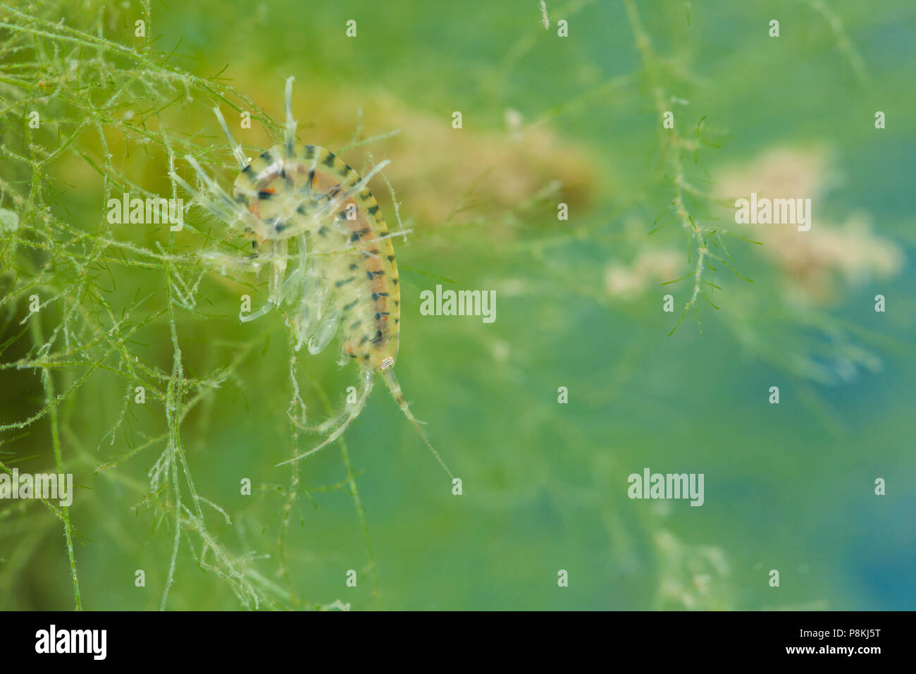 Scud amphipod hi-res stock photography and images - Alamy