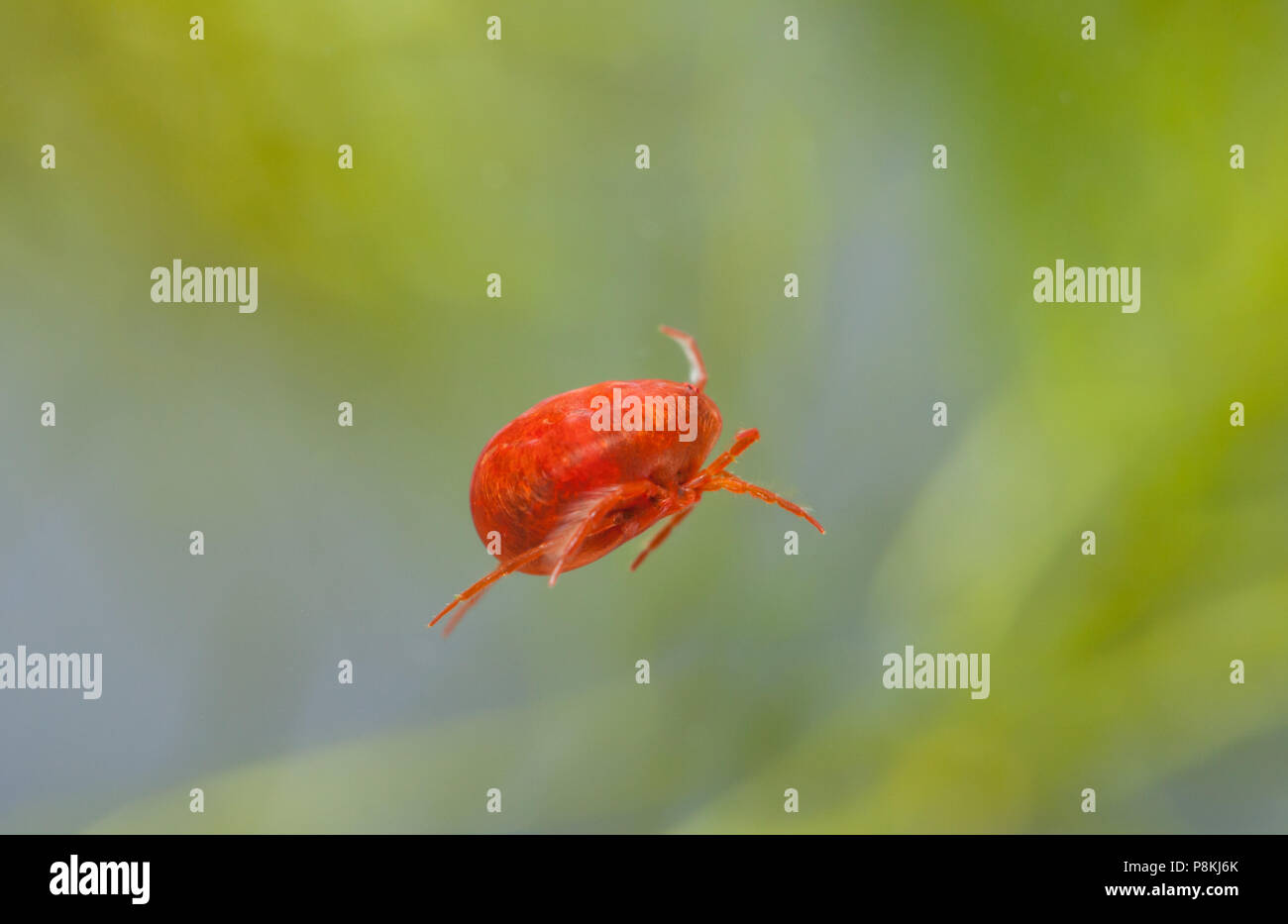Water mite hi-res stock photography and images - Alamy