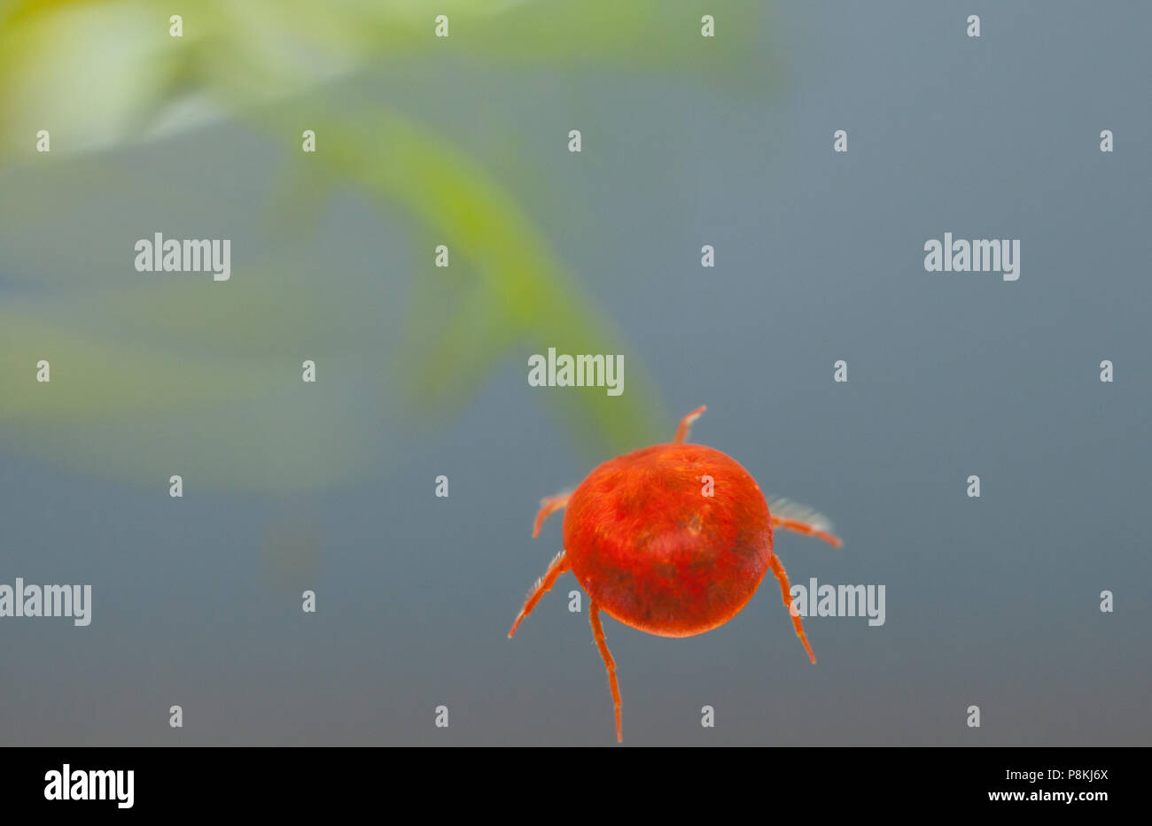 Water mite hi-res stock photography and images - Alamy