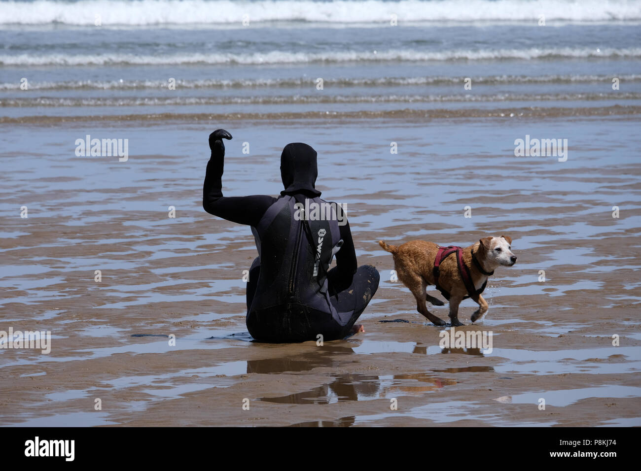 Man with back to camera throwing ball over his back and brown dog ...