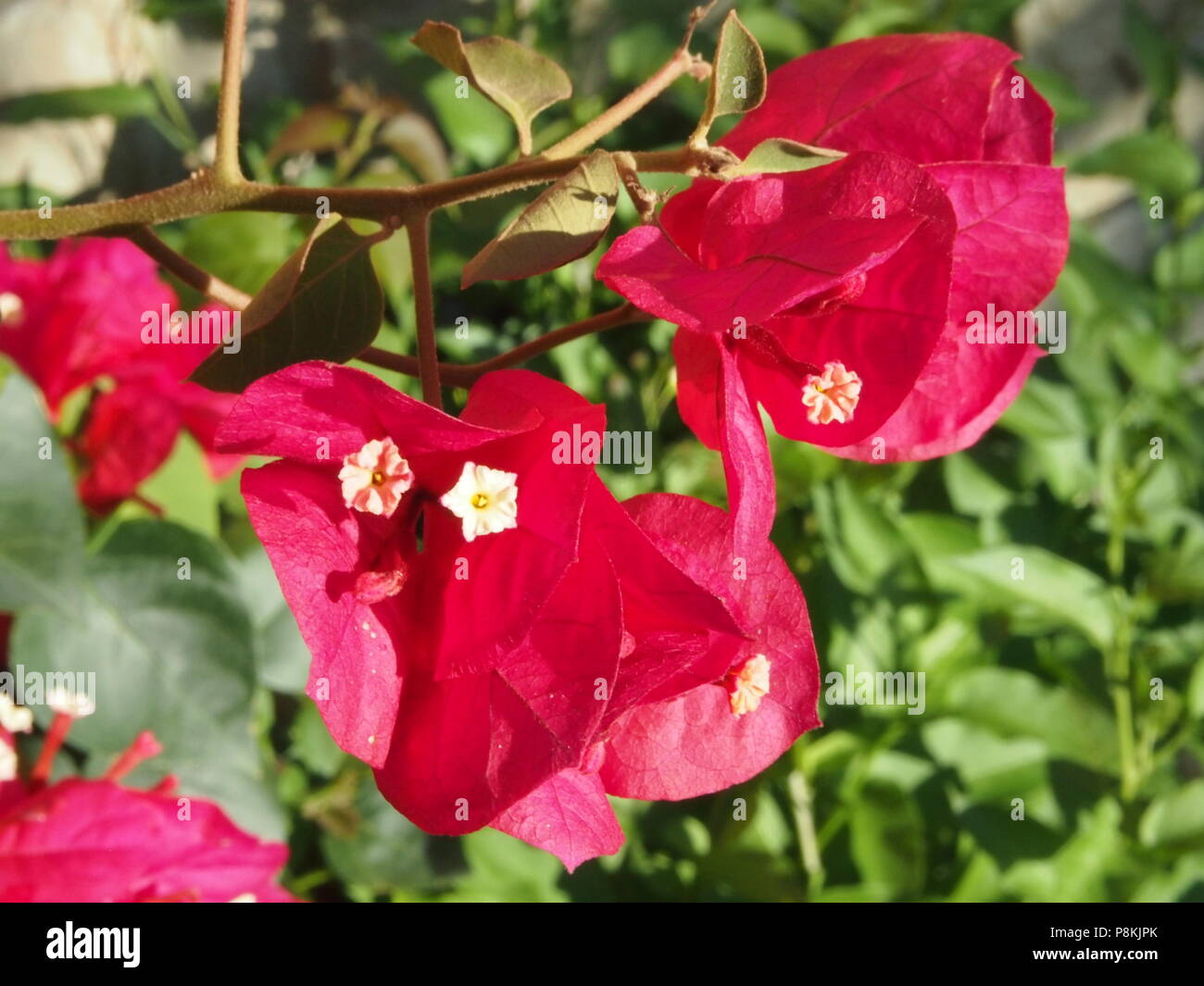 Open pink hi-res stock photography and images - Alamy