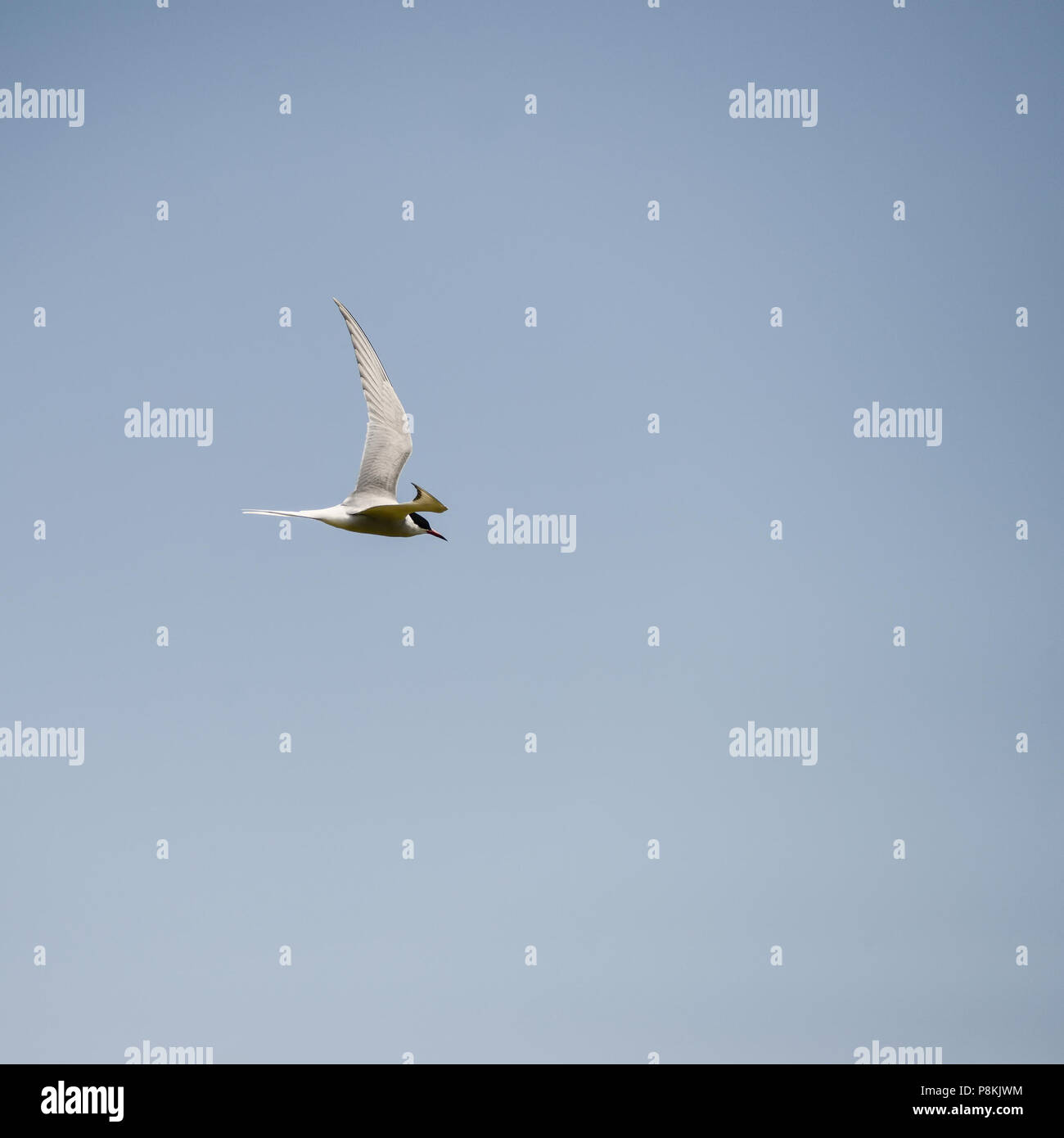 Beautiful Arctic Tern Sterna Paradisaea in flight in blue sky Stock ...