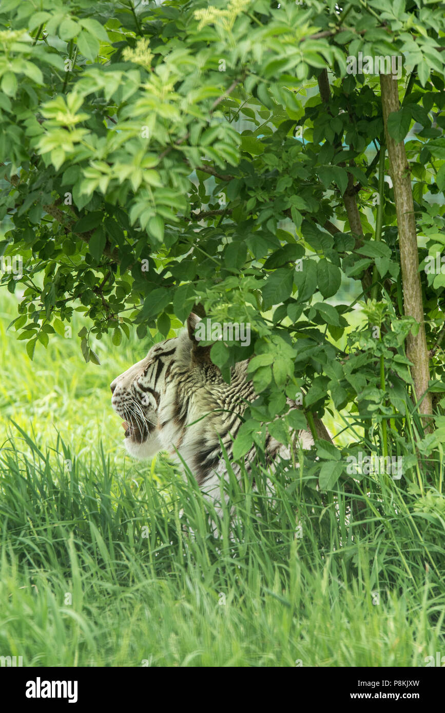 Stunning portrait image of hybrid white tiger Panthera Tigris in ...