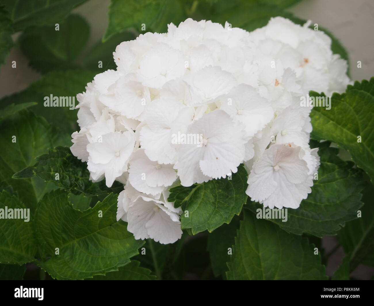 White hydrangea flower head, fully open Stock Photo - Alamy