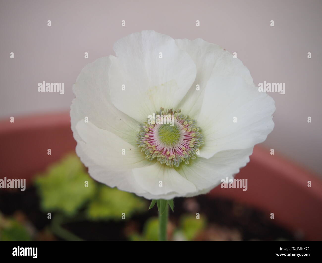White Geum flower, fully open, close up Stock Photo - Alamy