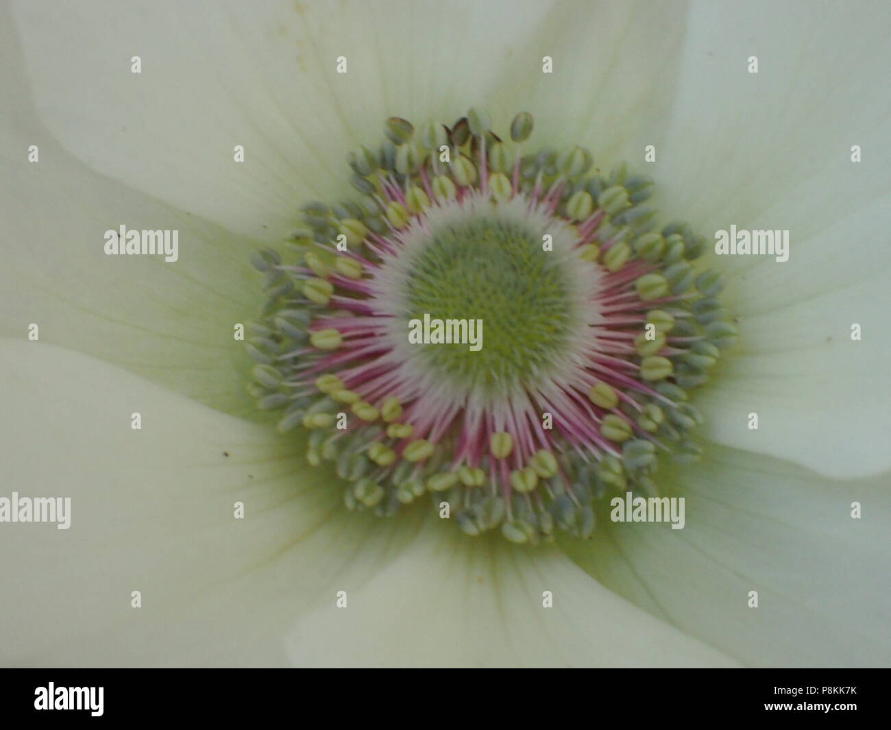 White Geum flower, fully open, close up Stock Photo - Alamy