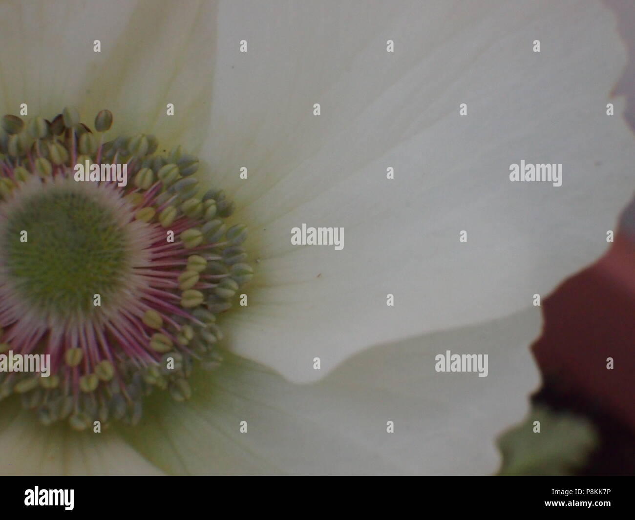 White Geum flower, fully open, close up Stock Photo - Alamy