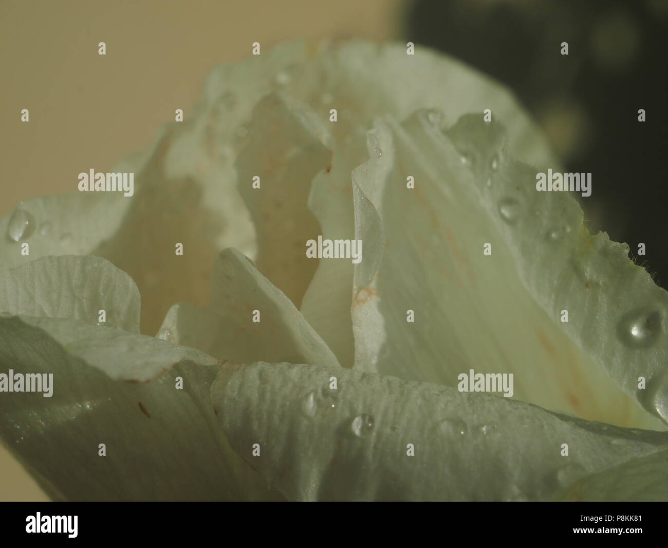 White Geum flower, close up, with raindrops Stock Photo - Alamy