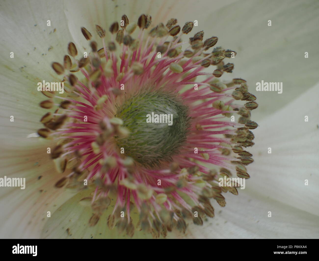 White Geum flower, fully open, close up Stock Photo - Alamy