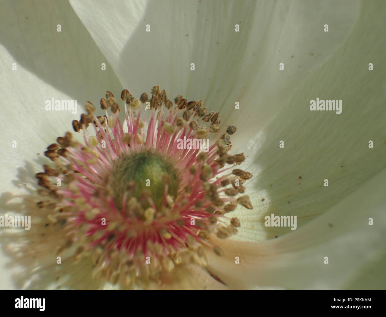 White open flower hi-res stock photography and images - Alamy