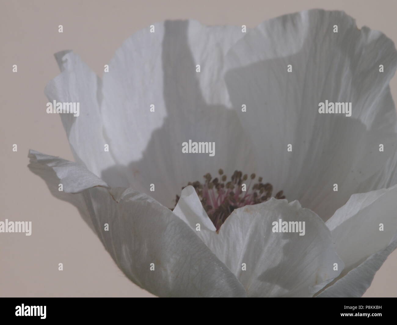 White Geum flower, fully open, close up Stock Photo - Alamy