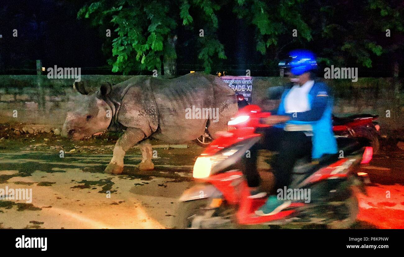 Chitwan, Nepal's Chitwan district. 11th July, 2018. A one-horned rhino ...