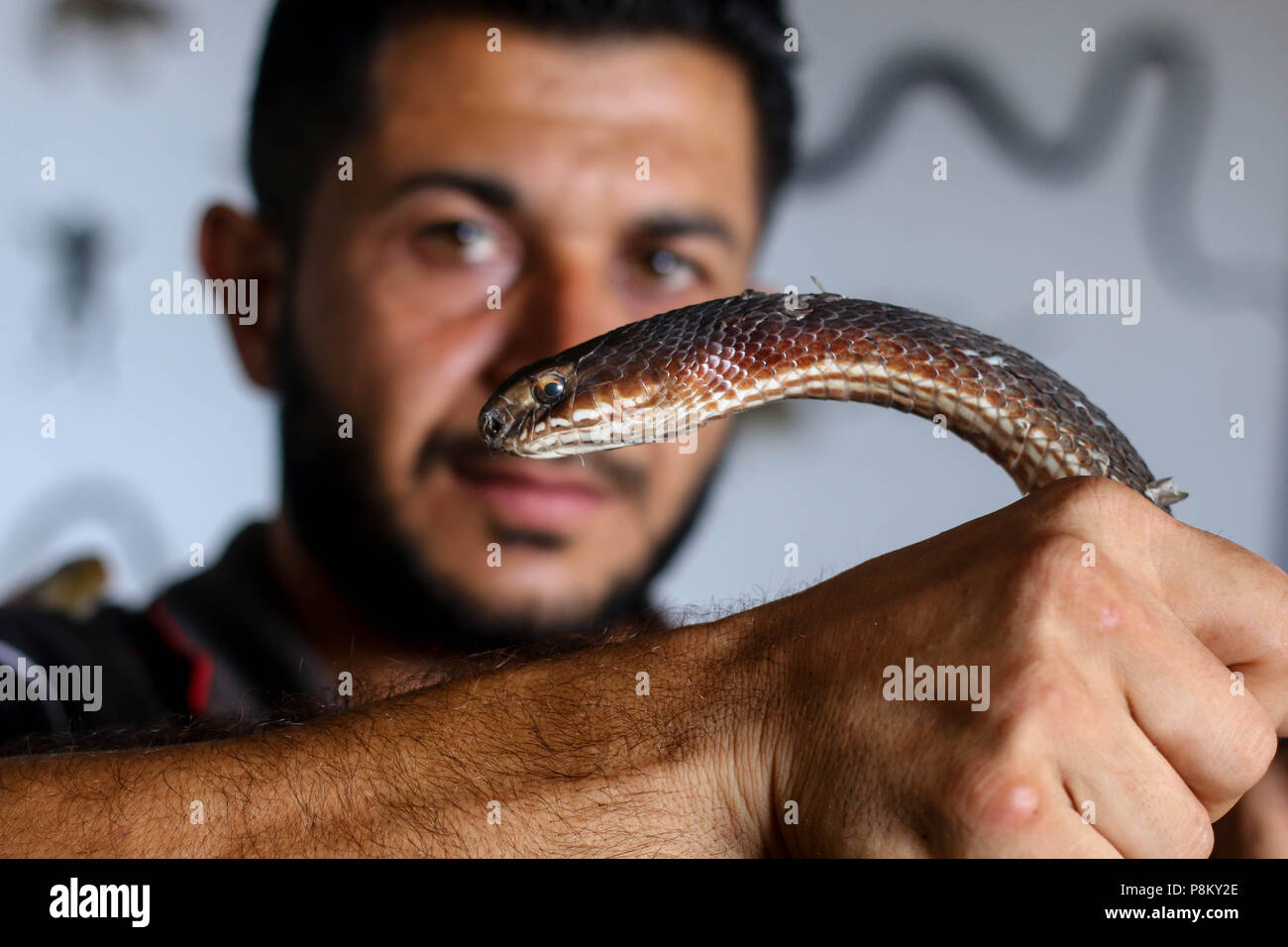 Gaza City, Gaza. 12th July, 2018. Abdel Fattah seen holding a snake in ...