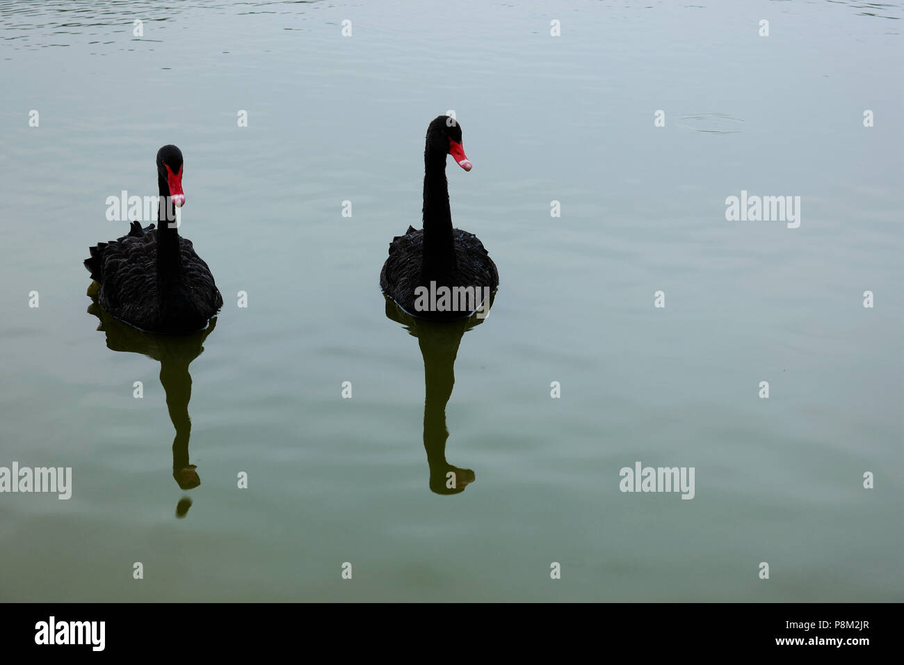 Beijing, Beijing, China. 13th July, 2018. Beijing, CHINA-Black swans ...