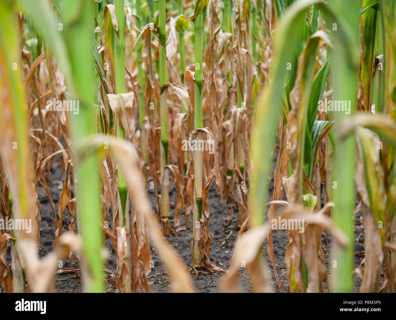 Hanging limply hi-res stock photography and images - Alamy