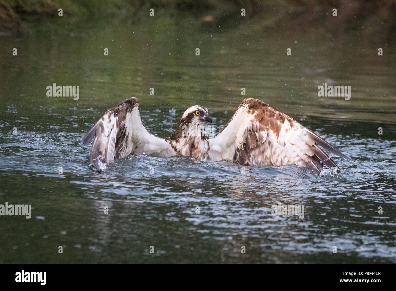 Rutland, United Kingdom. 13th July 2018. After an unsuccessful first ...