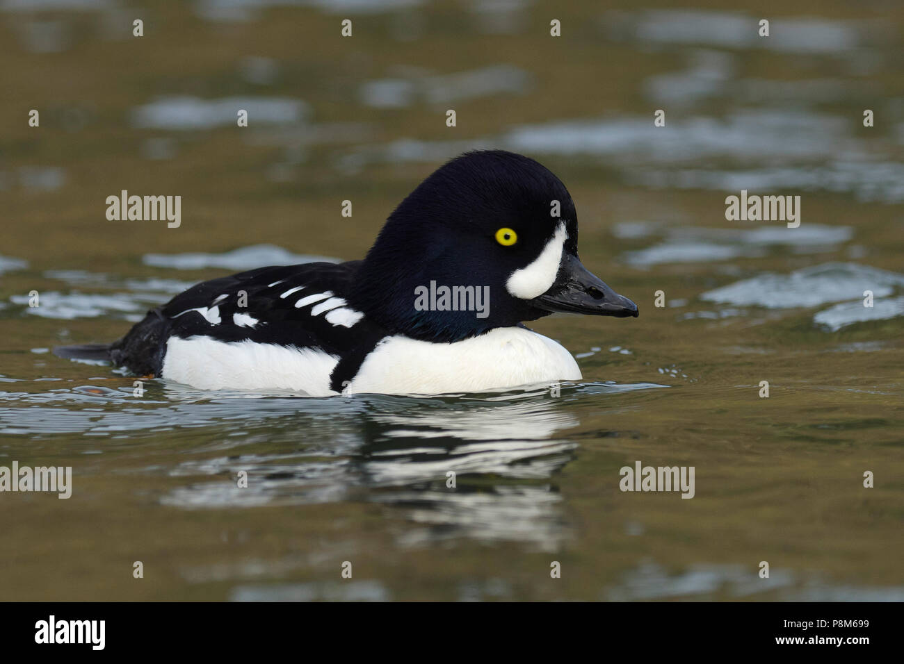 American river sacramento hi-res stock photography and images - Alamy