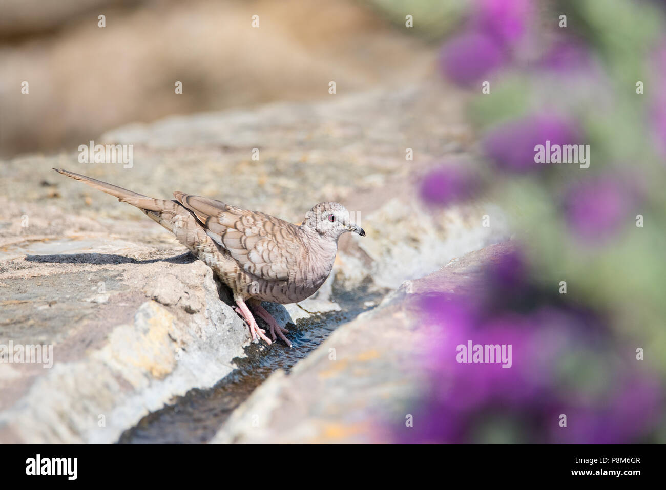An Inca Ground Dove has a drink from a tiny stream of water on a hot ...