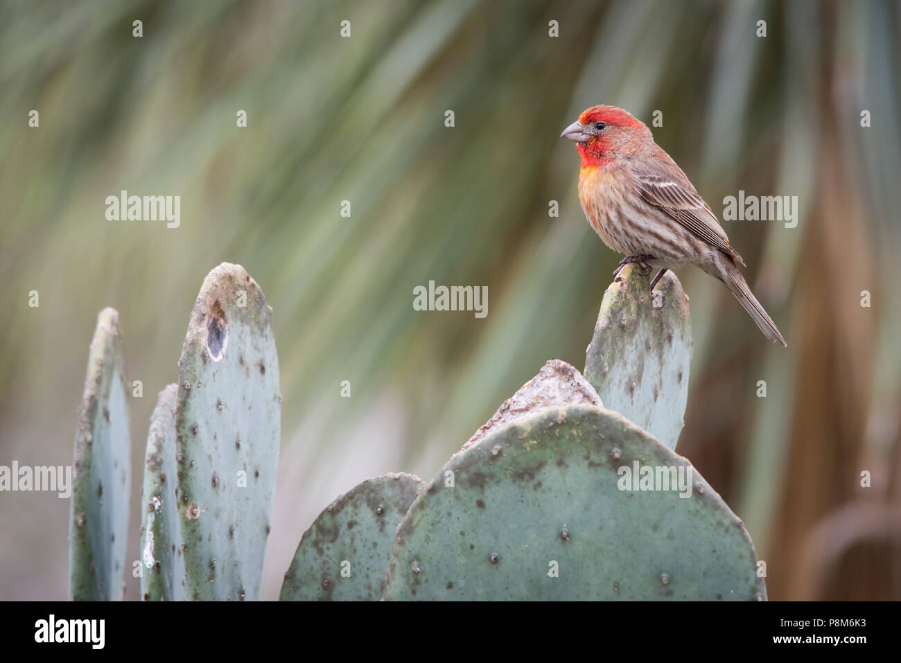 Pretty finch hi-res stock photography and images - Alamy