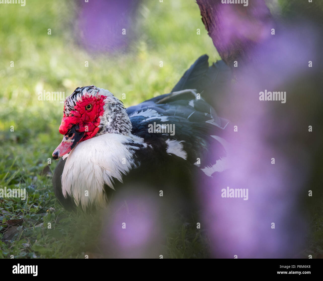 A domestic muscovy duck rests underneath some flowering wisteria at the ...