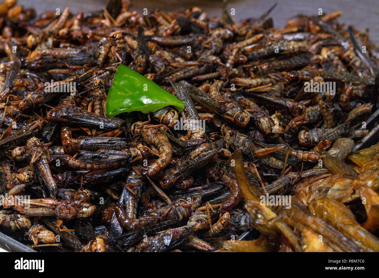 Fried insects in the tray on the counter of the Chinese market. Exotic ...
