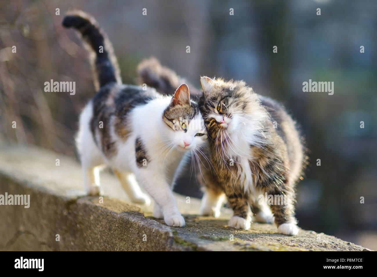 Family friendly content hi-res stock photography and images - Alamy