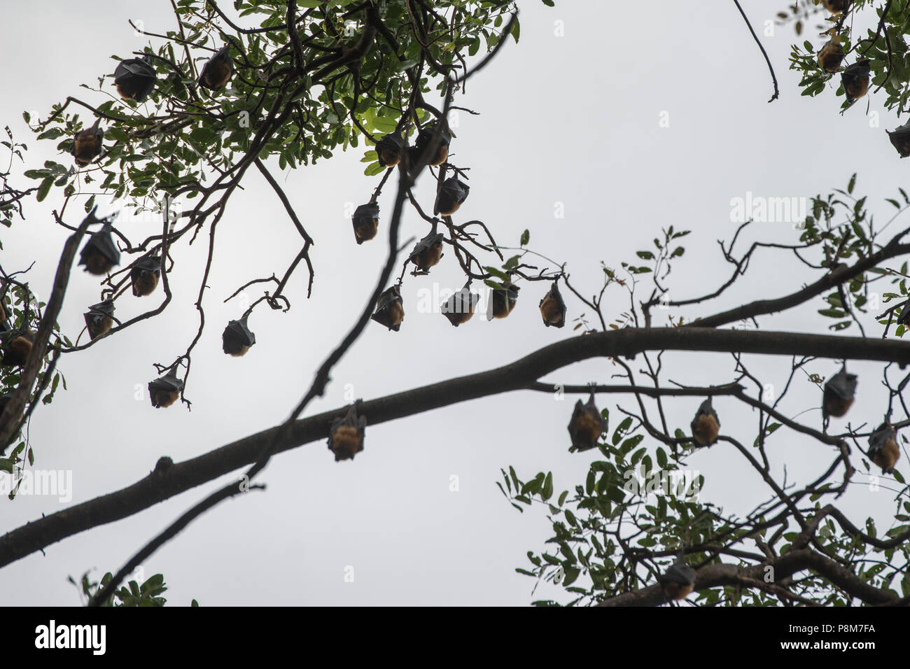 Bat colony hi-res stock photography and images - Alamy