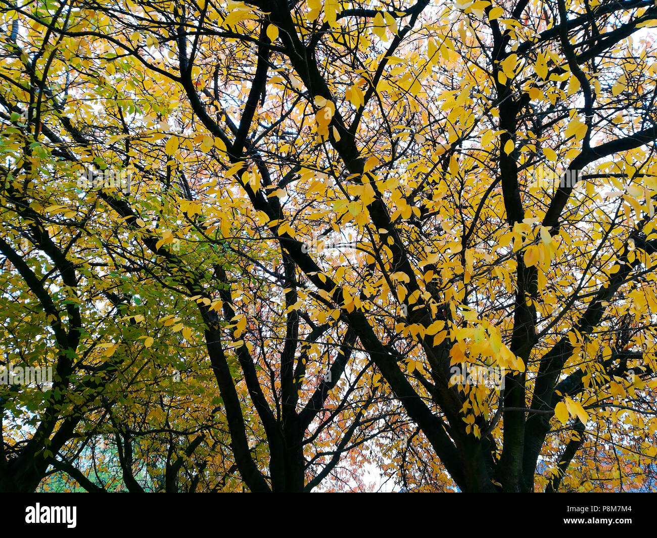 Coloured fall foliage hi-res stock photography and images - Alamy