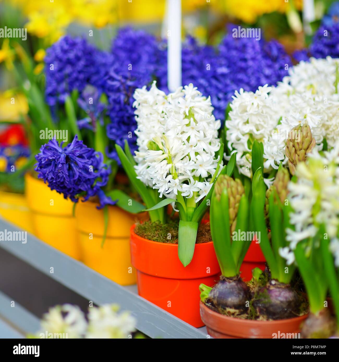 Beautiful colorful flowers sold on outdoor flower shop in Paris, France ...