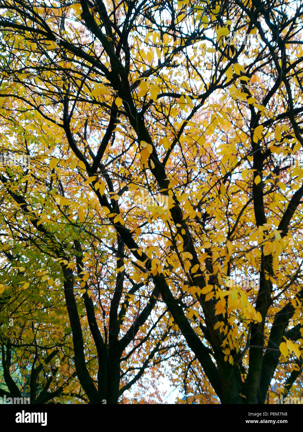 tree crest with coloured foliage at fall Stock Photo - Alamy