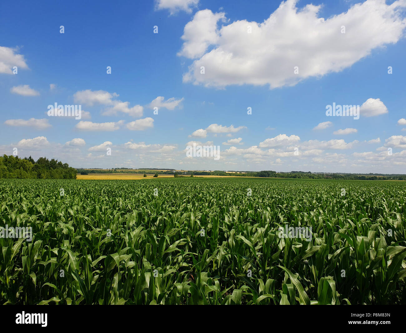 Field with young corn in Russia Stock Photo - Alamy