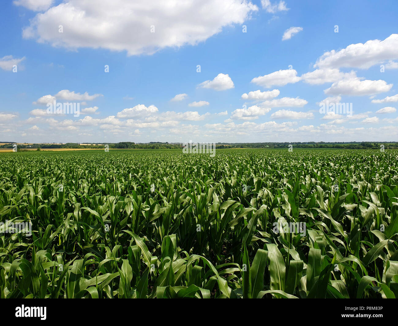 Field with young corn in Russia Stock Photo - Alamy