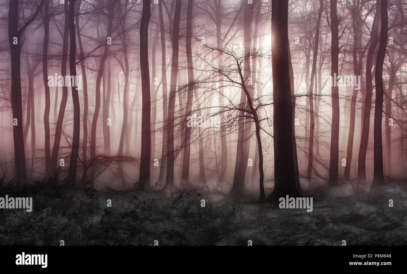 British Woodlands - Wonderful Light Stock Photo - Alamy