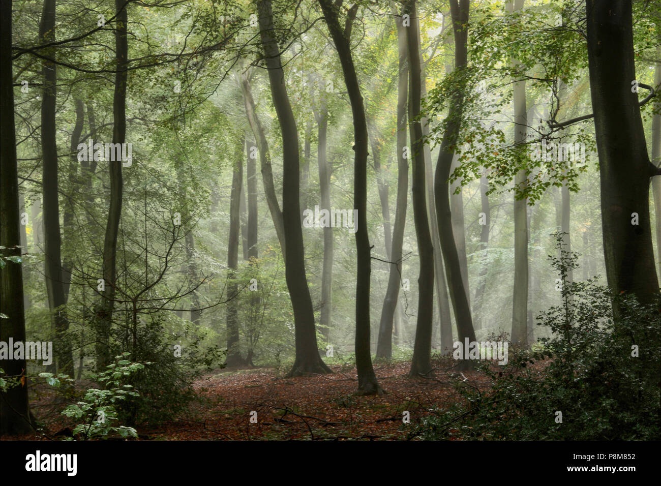 English forests and woodlands hi-res stock photography and images - Alamy