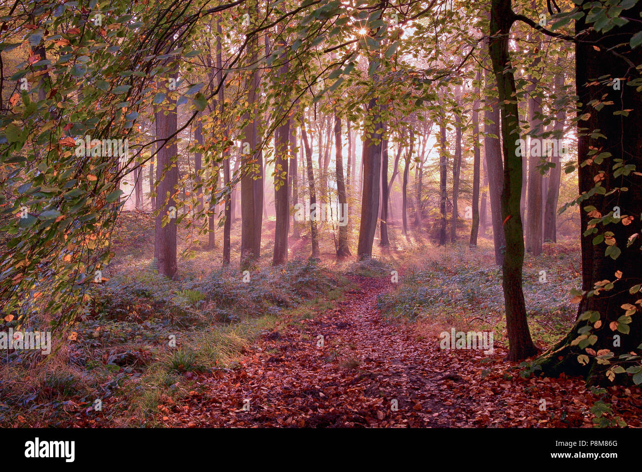 English forests and woodlands hi-res stock photography and images - Alamy