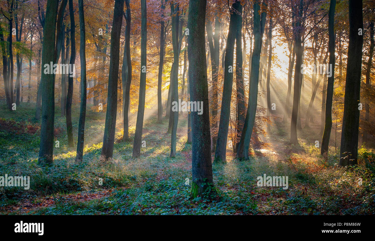 British Woodlands - Wonderful Light Stock Photo - Alamy