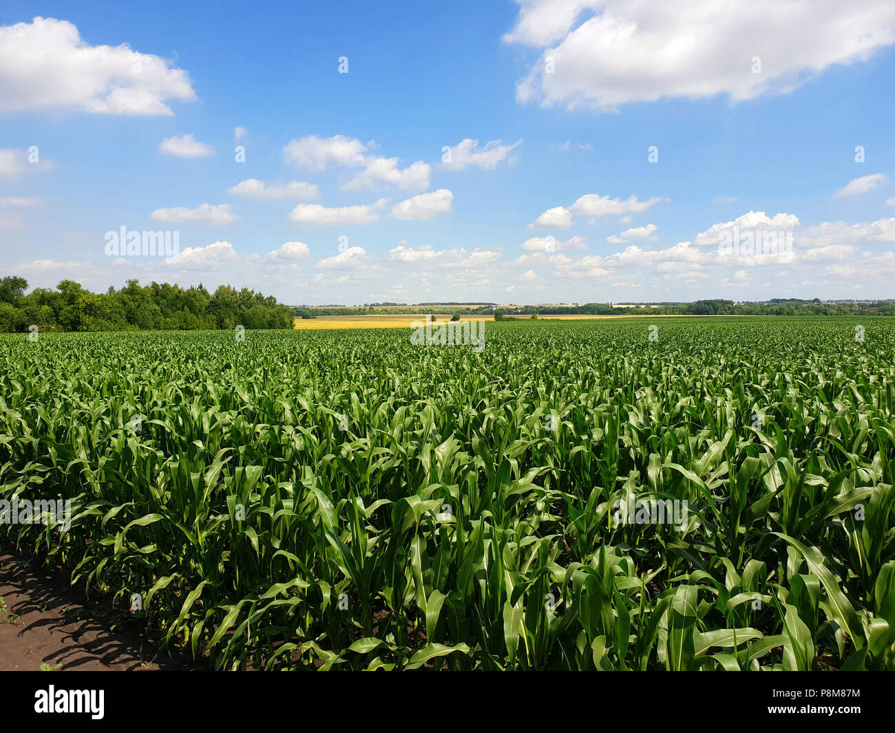 Field with young corn in Russia Stock Photo - Alamy