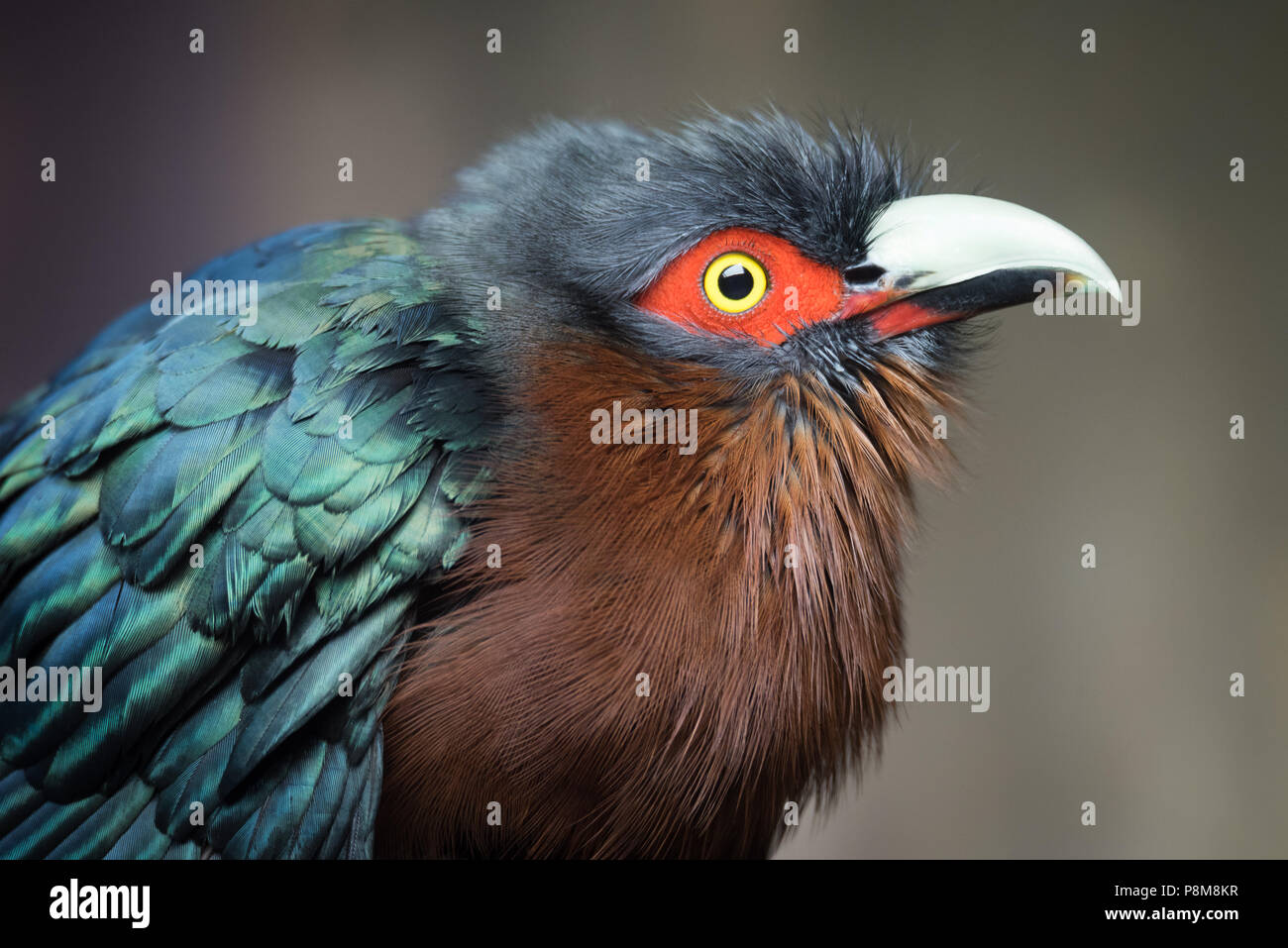 A Chestnut-breasted Malkoha at the San Antonio Zoo, native to Southeast ...