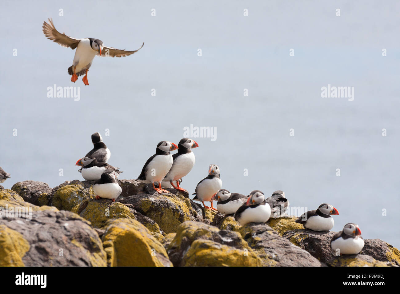 Puffin (Fratercula sp.) in flight with colony of puffins on the rocks ...