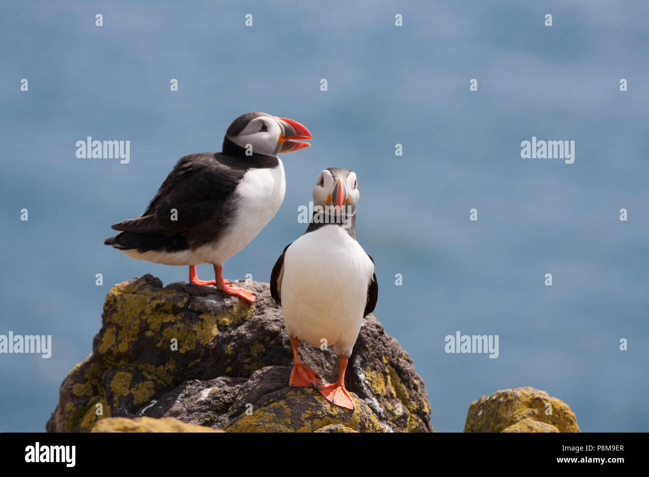 Two puffins (Fratercula sp.) sitting on rocks, Isle of May, Firth of ...