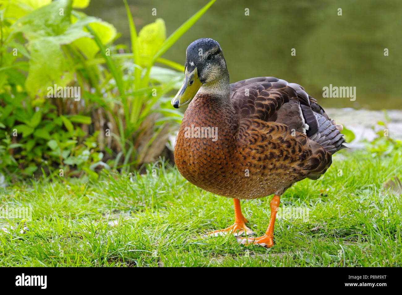 Drake standing hi-res stock photography and images - Alamy