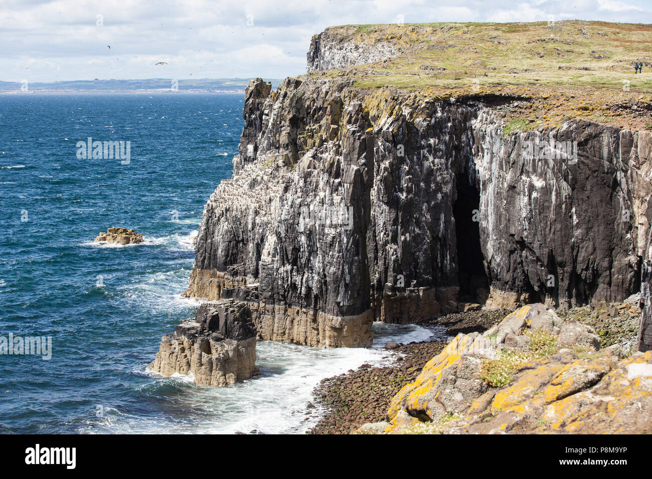 Cliff face and sea, Isle of May, Firth of Forth, Fife, Scotland Stock ...