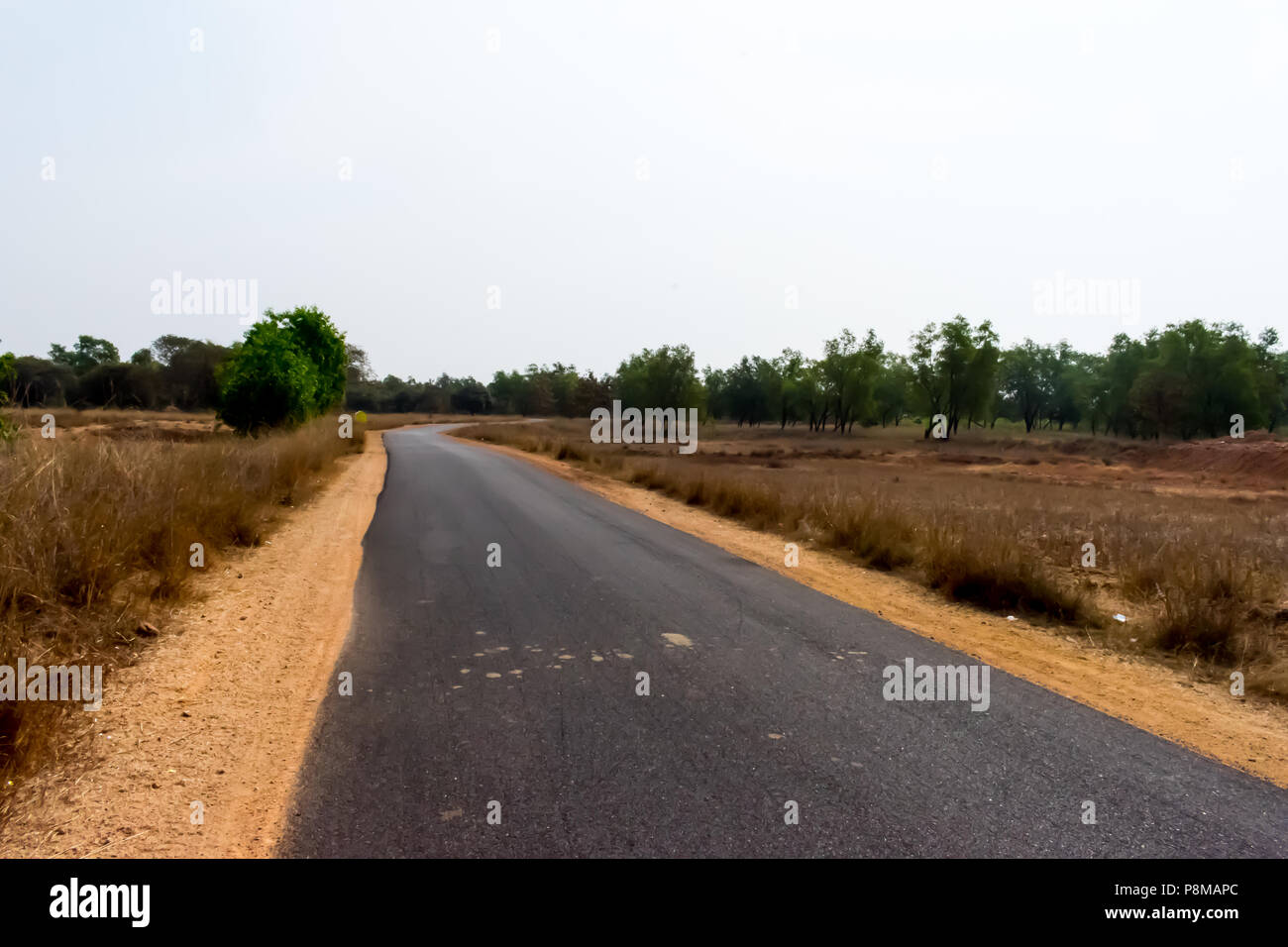 Rural road on the sides of a road surrounded by large oak trees on a ...