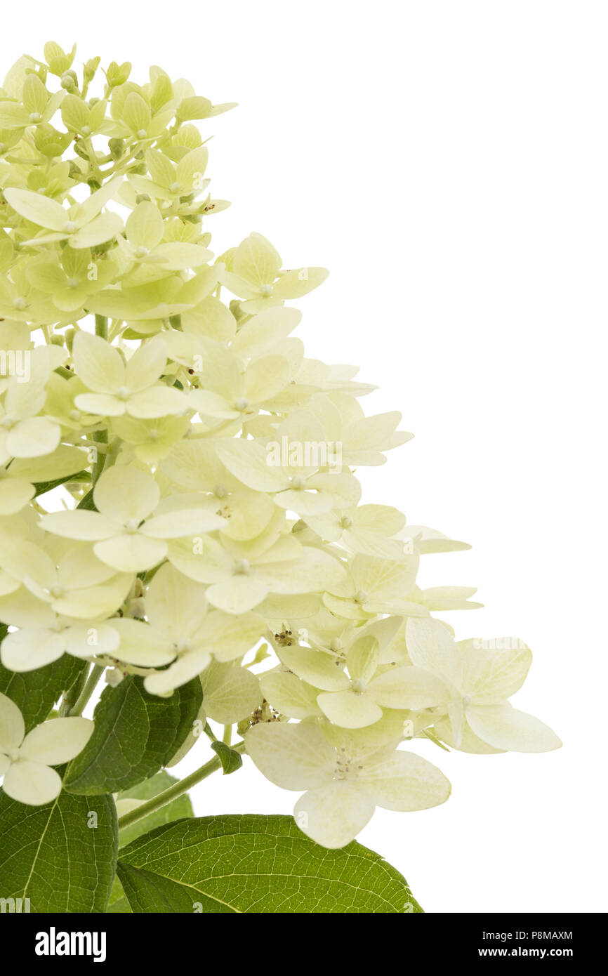 Flowers of hydrangea, isolated on white background Stock Photo - Alamy