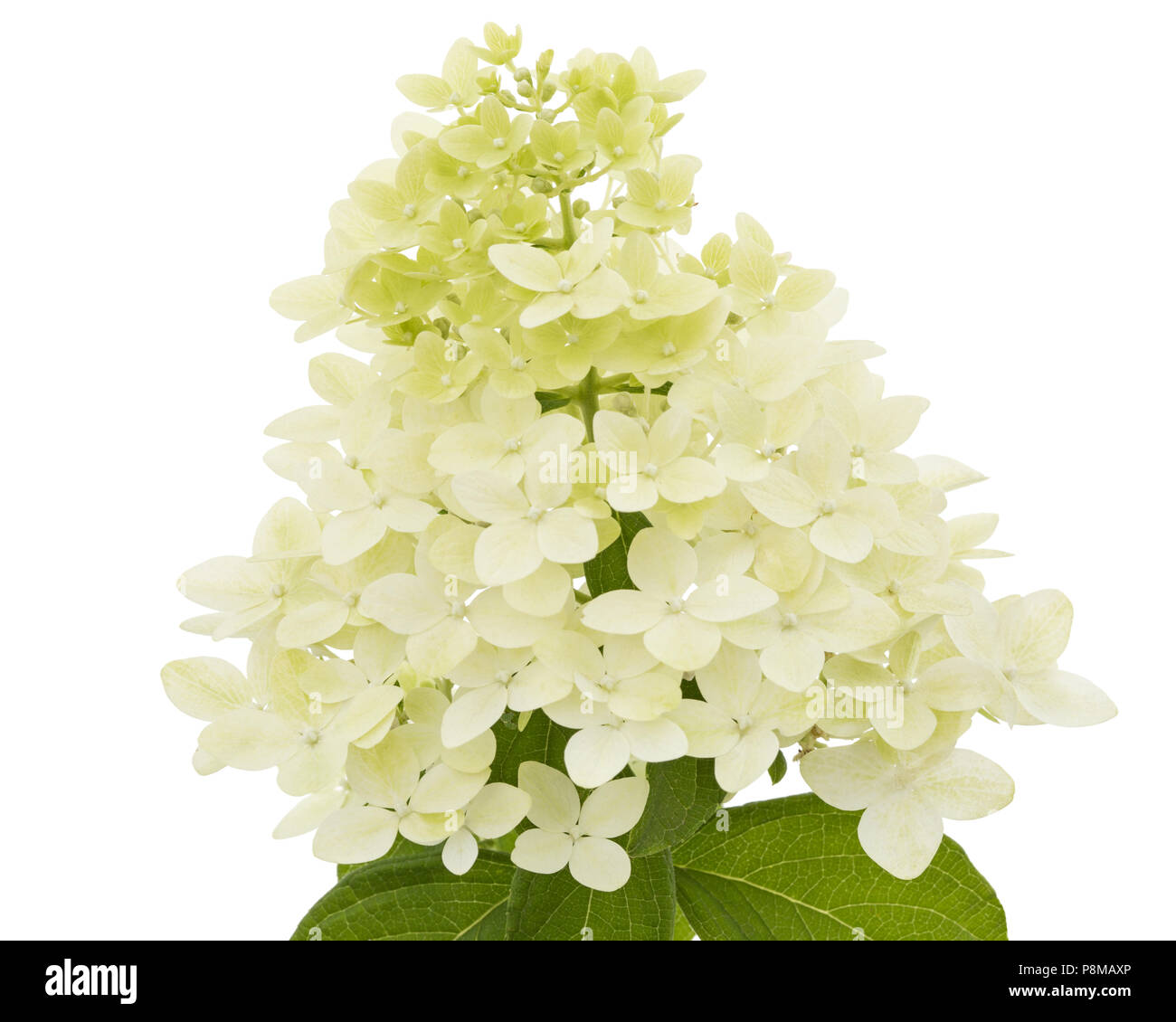 Flowers of hydrangea, isolated on white background Stock Photo - Alamy
