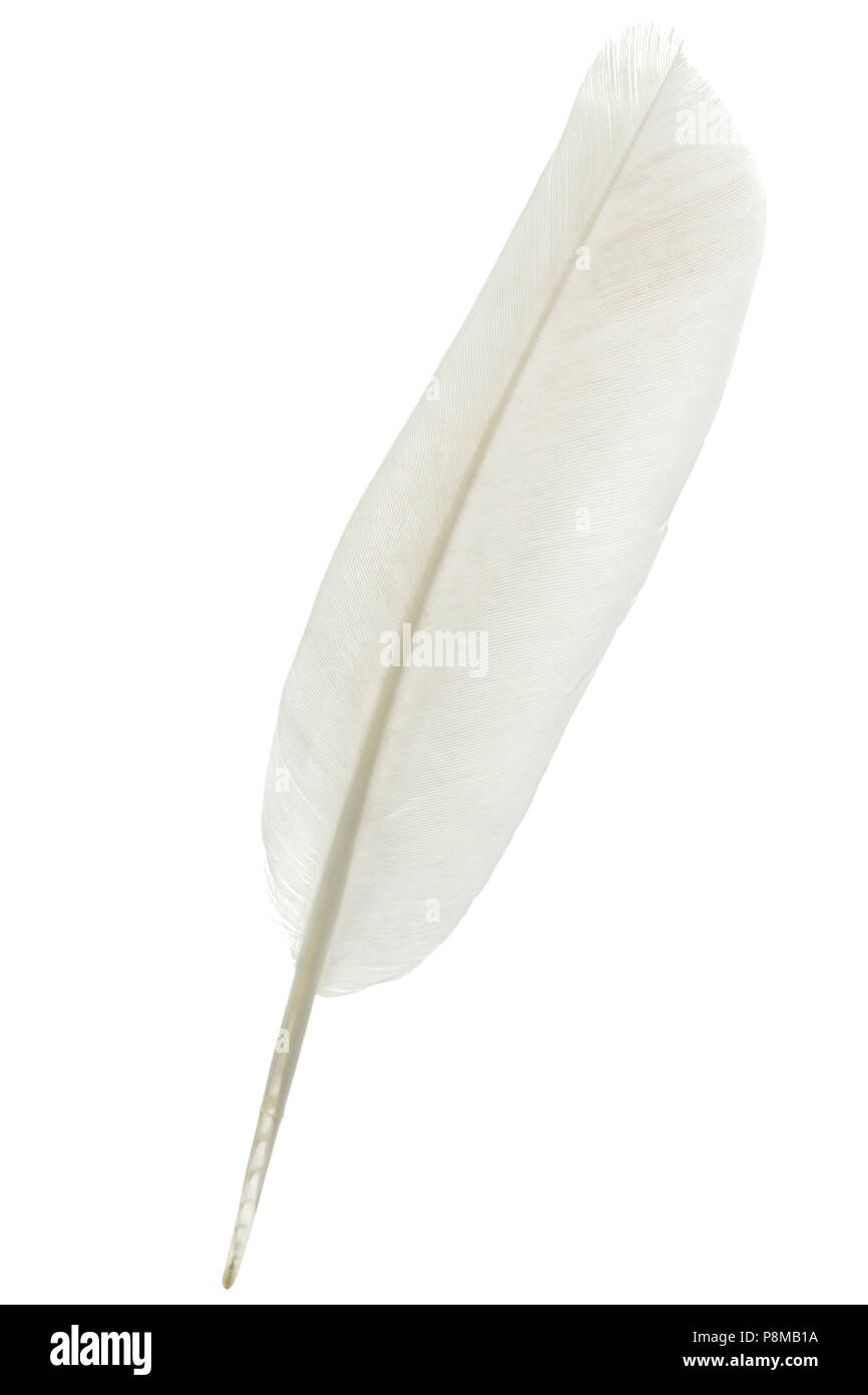 Feather bird isolated on a white background Stock Photo - Alamy