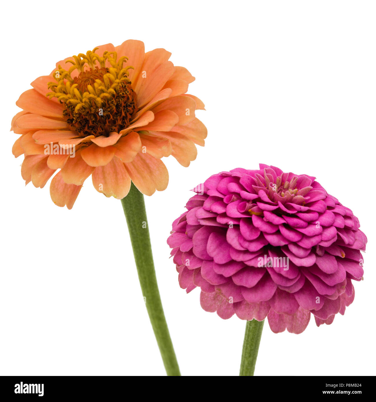 Two flowers of zinnia, isolated on white background Stock Photo - Alamy
