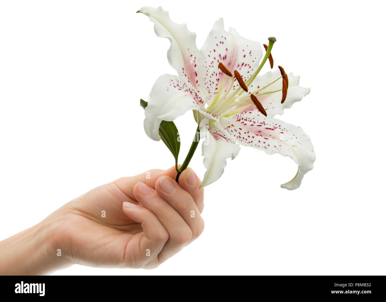 A woman's hand holds a flower of lily, isolated on white background ...