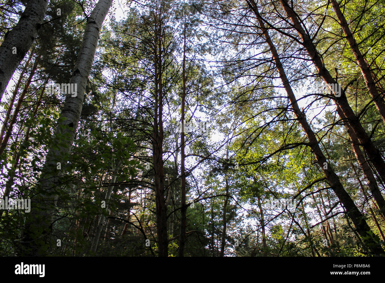 Pine tree greenery hi-res stock photography and images - Alamy