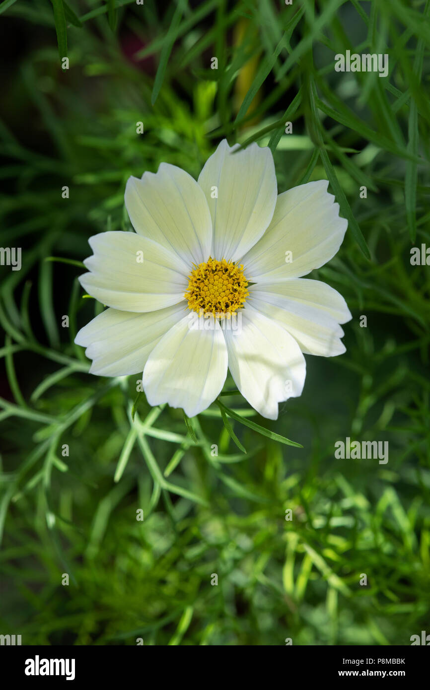 Cosmos bipinnatus 'Xanthos ’ flower. Mexican aster Stock Photo - Alamy